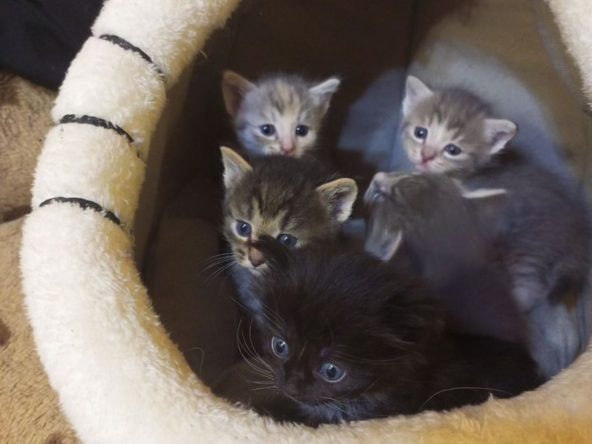 Котики в добрые руки