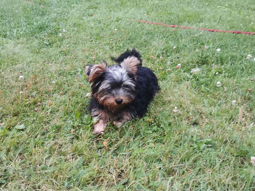 Йоркширский терьер щенок(мальчик) стандарт 4 мес