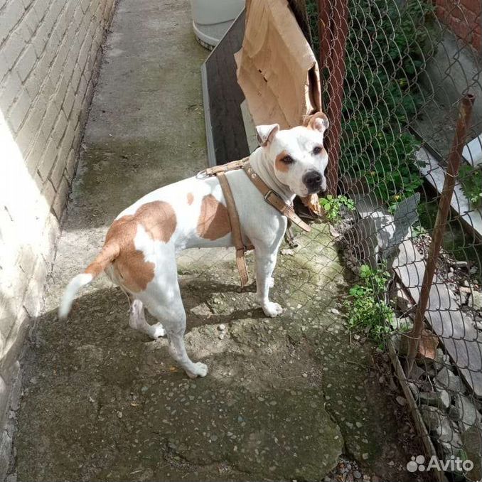 Отдам стаффорда девочку