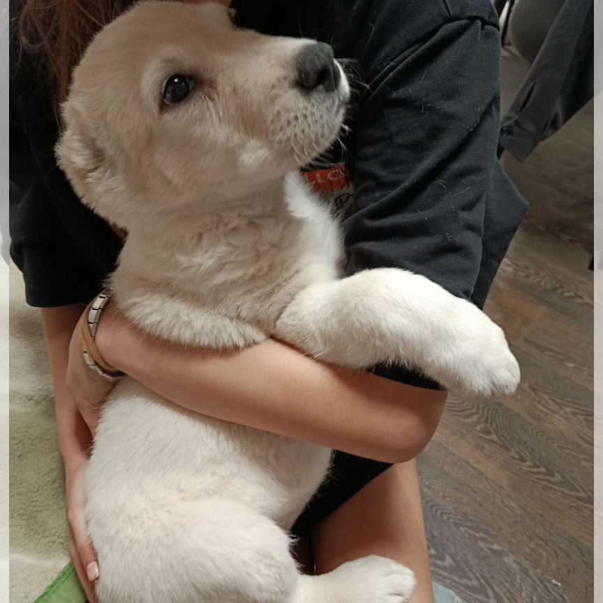 Среднеазиатская овчарка, щенок