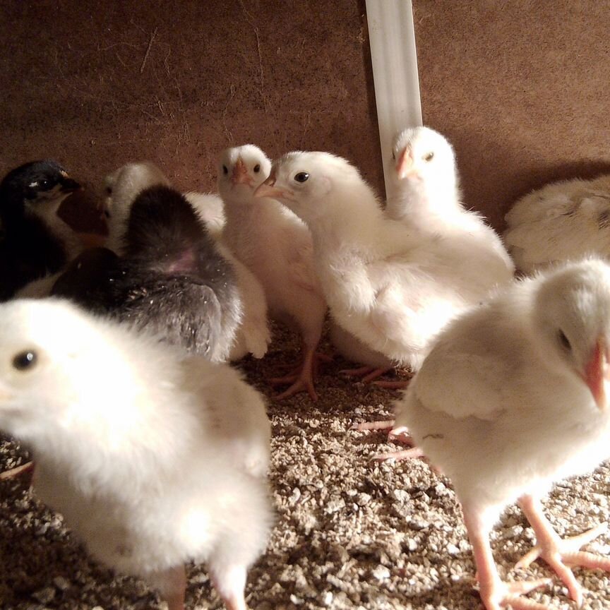 Цыплята суточные
