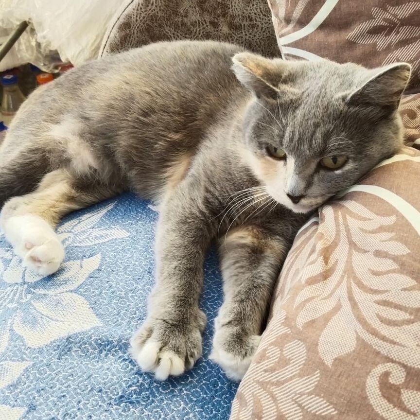 Кошечке очень нужна семья