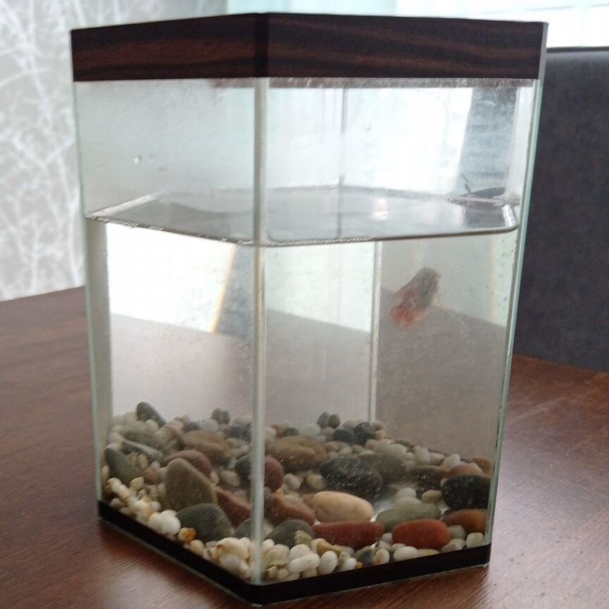 Аквариум с рыбками