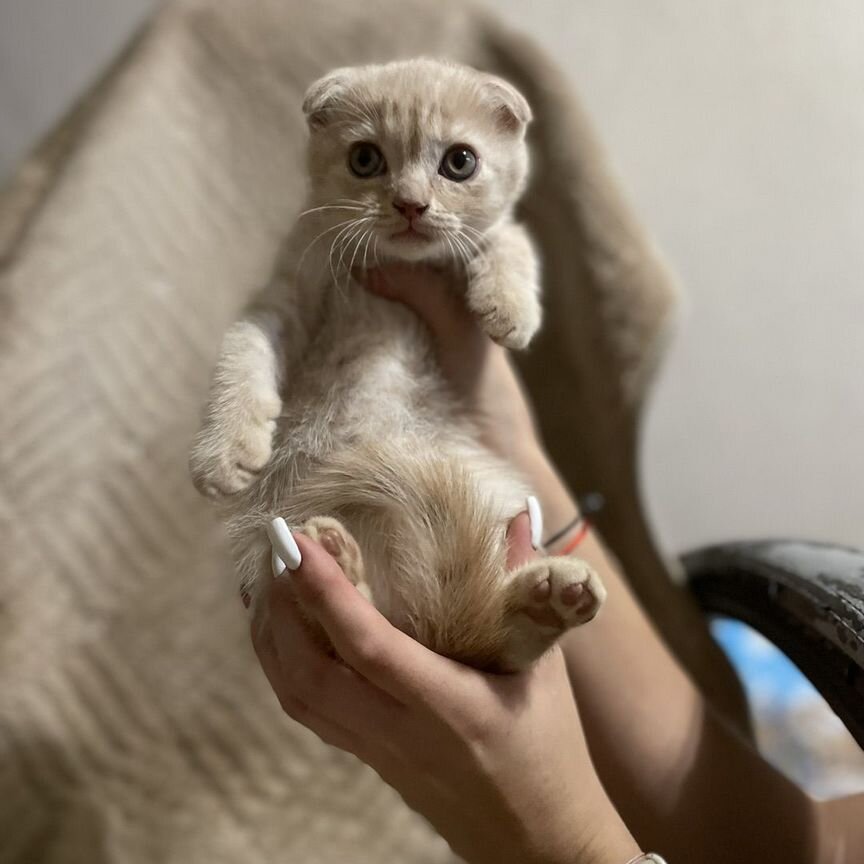 Продаются Котята