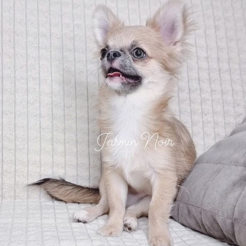 Чихуахуа мини мальчик, голубой соболь