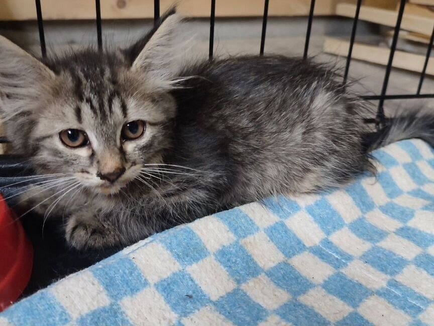 Котенок спасен из-под капота машины
