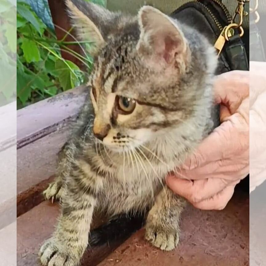 Котёнок в добрые руки