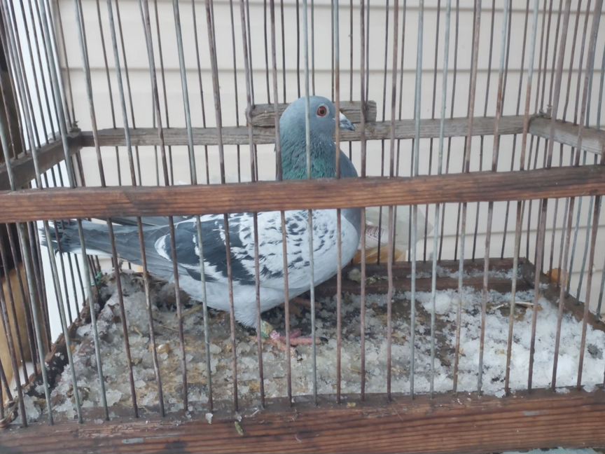 Спортивный голуби