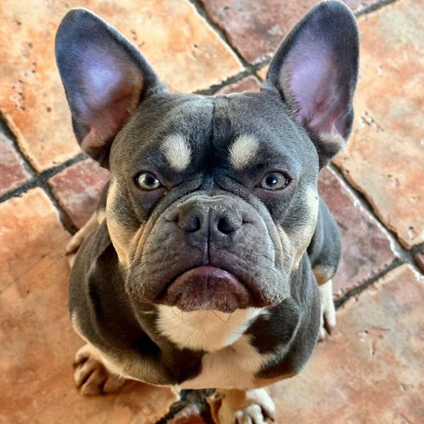 Вязка с французом