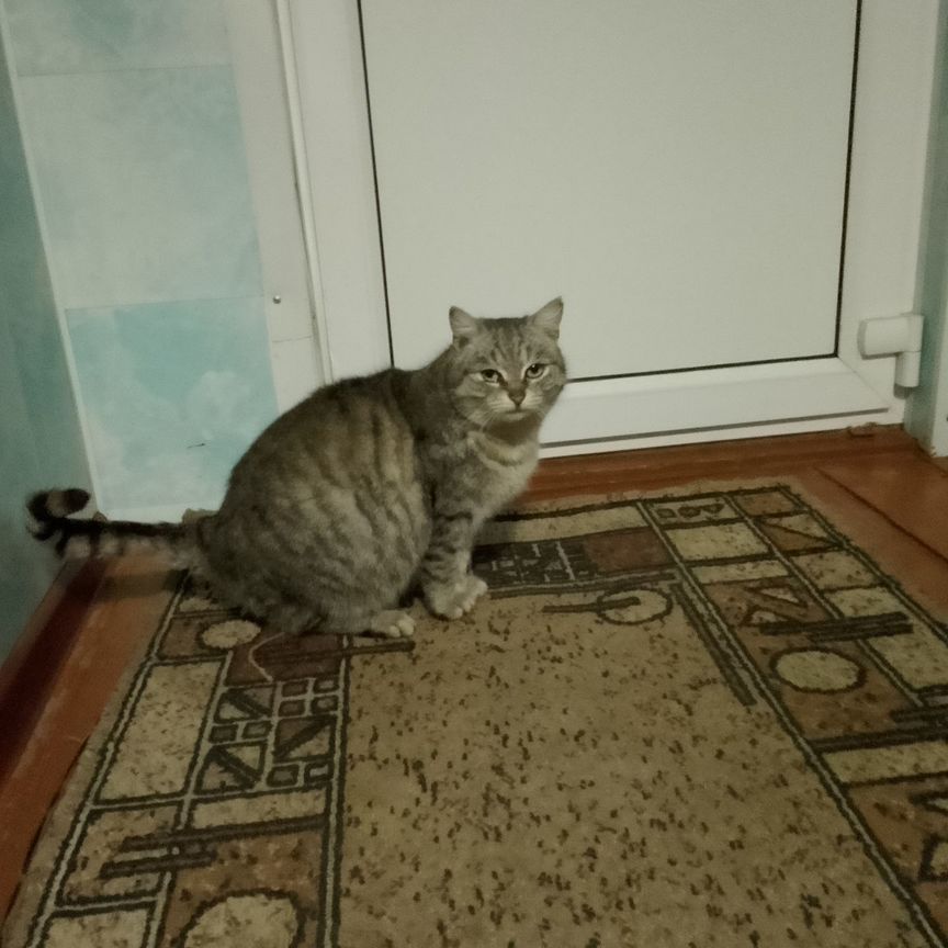 Кошка в добрые руки