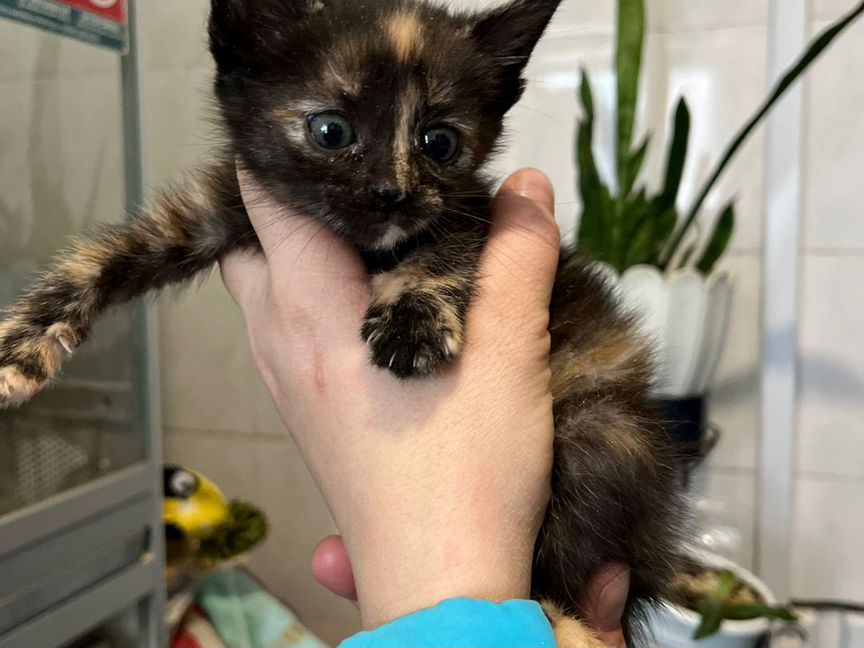 Котятки-ребятки из приюта ждут мам и пап