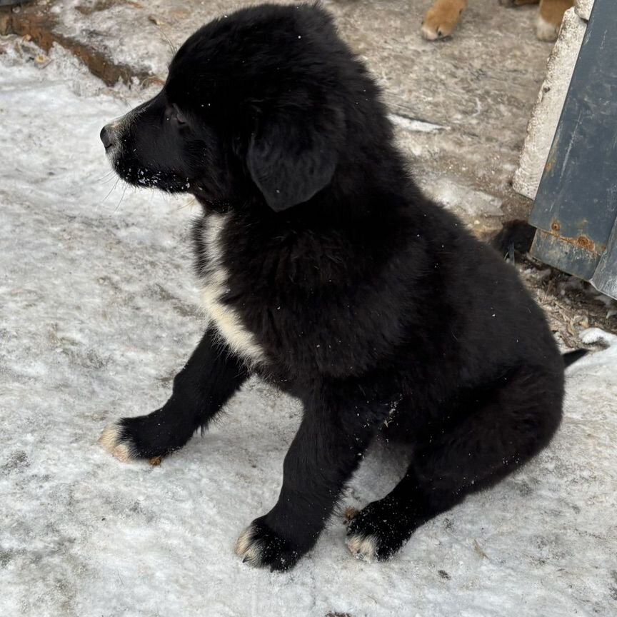Щенок в добрые руки, мальчики и девочки