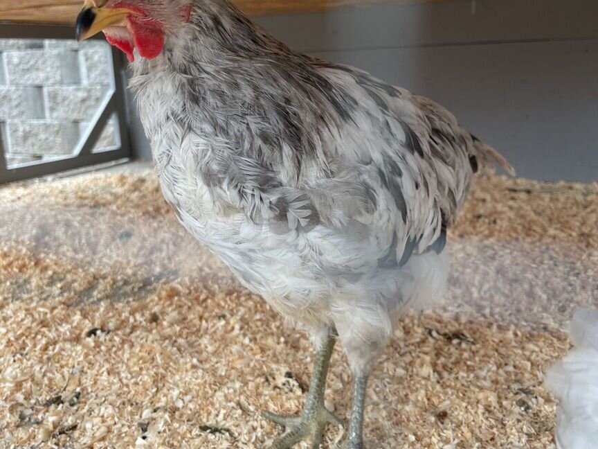 Петух Сильверудд