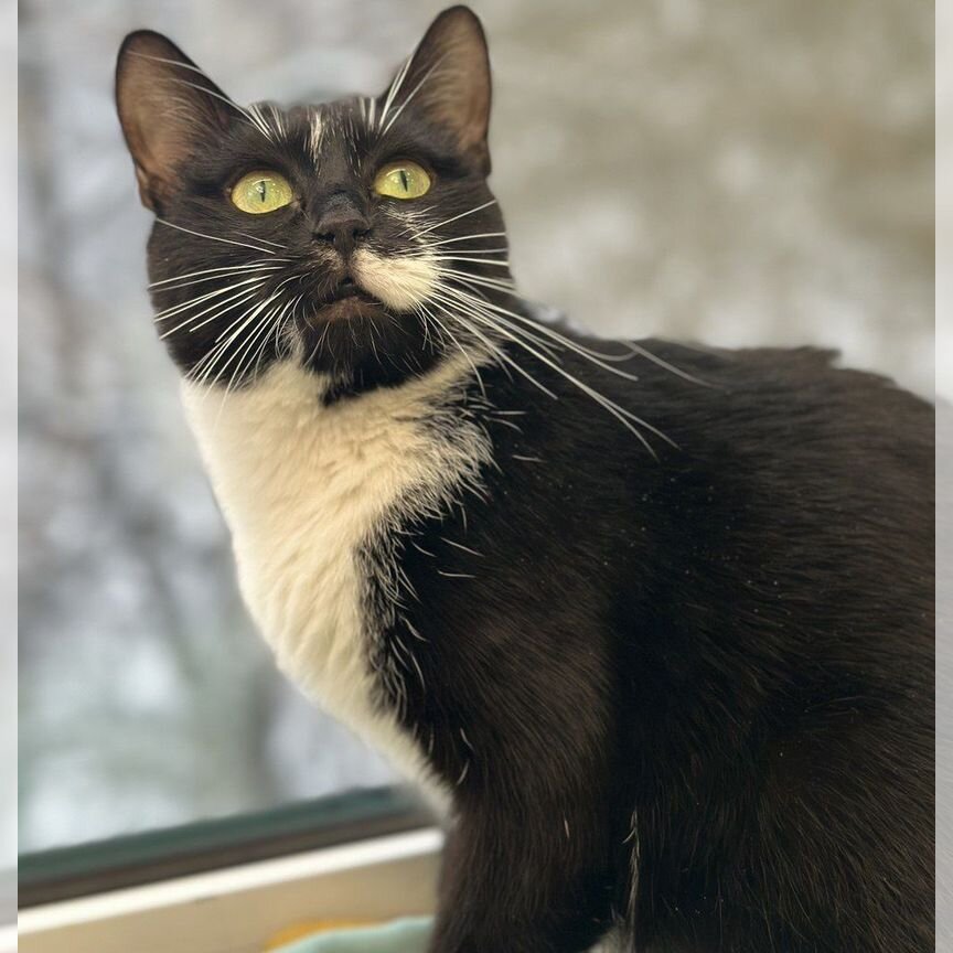 Акринская, взрослая кошка