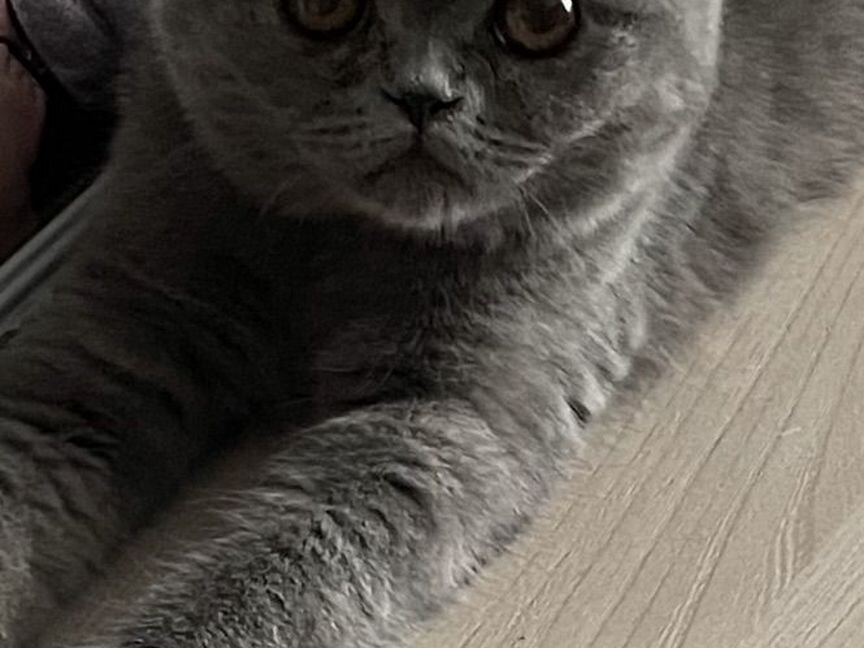 Шотландская