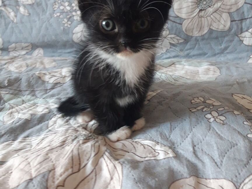 Маленький котенок ищет дом