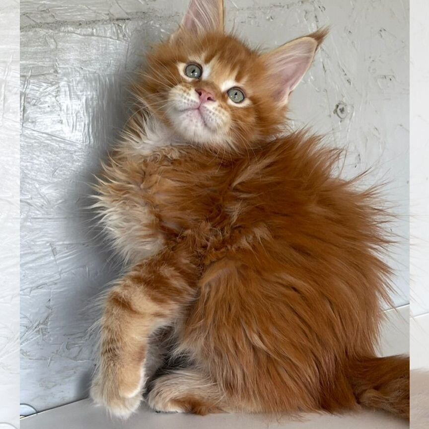 Котята мейн-кун рыжие