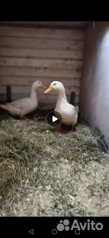 Утки