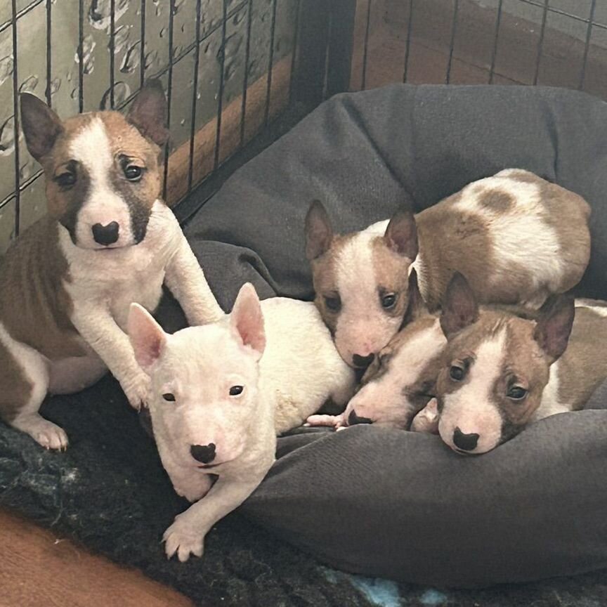 Мини булочки