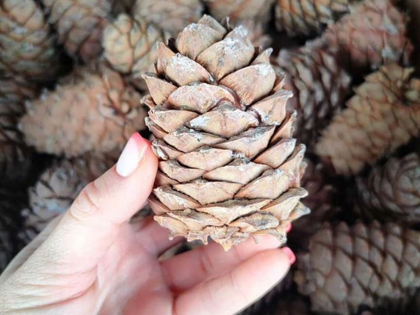 Шишка кедровая, с орехами