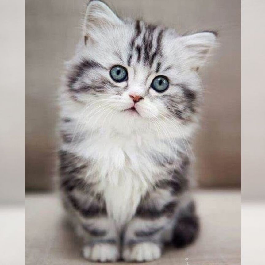 Сибирский котёнок