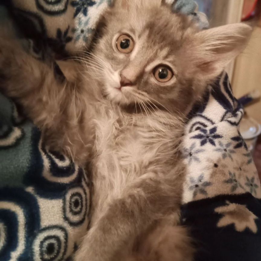 Котенок 2.5 мес мальчик в семью