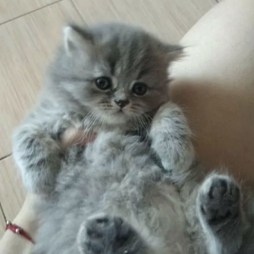 Шикарные пушистики