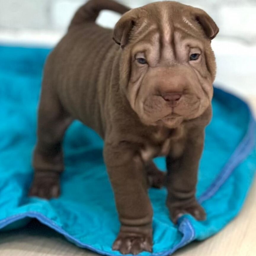 Шарпей, щенок