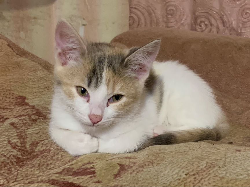 Котенок девочка в добрые руки