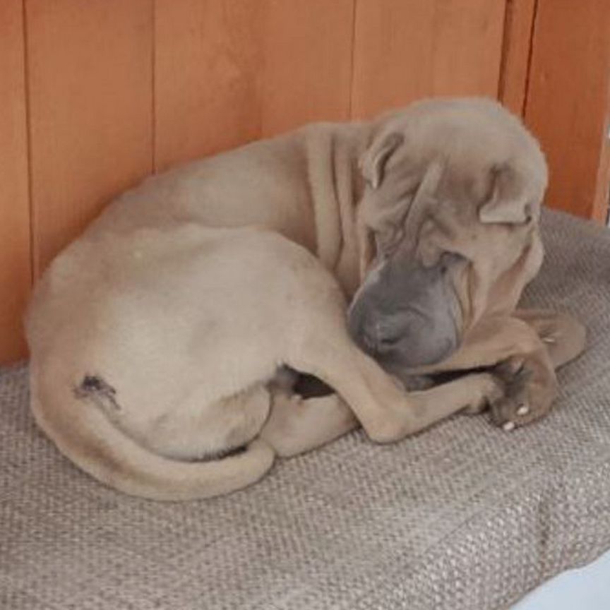 Шарпей, взрослый пёс