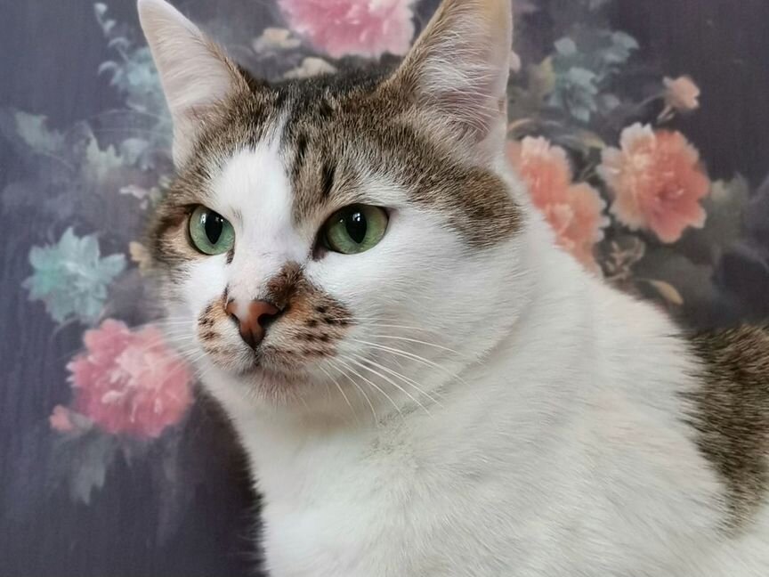 Котик-батончик в добрые руки