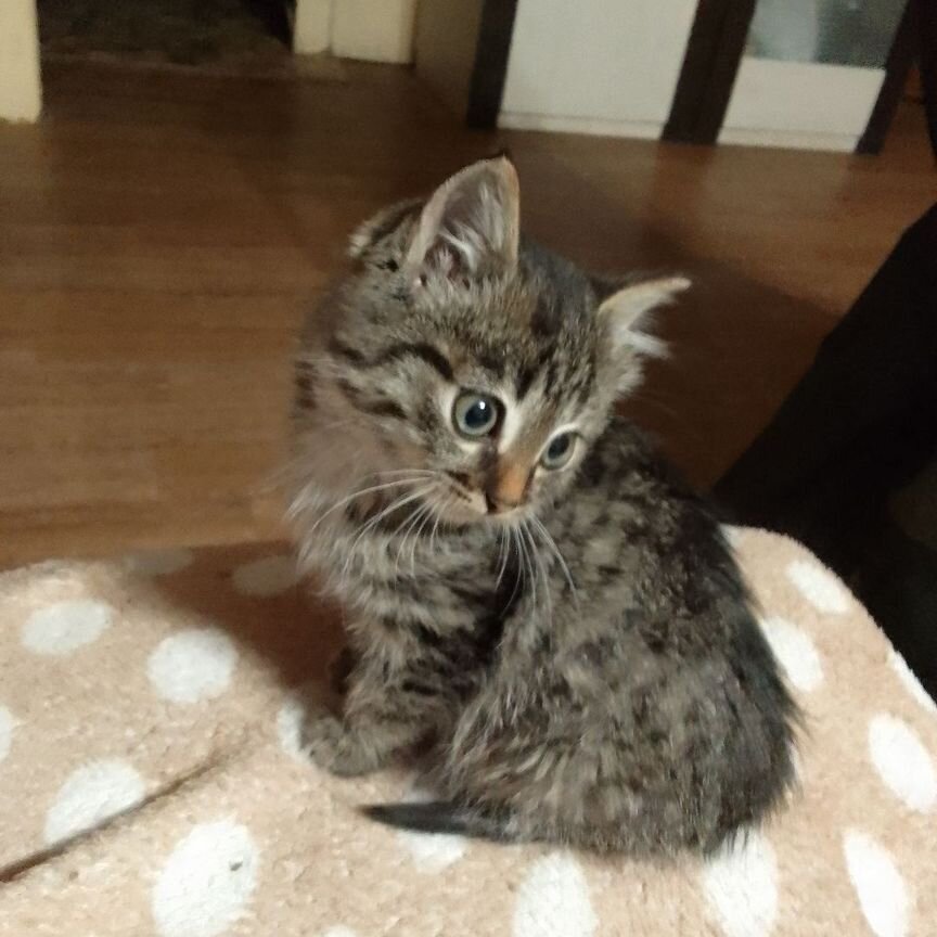 Котёнок