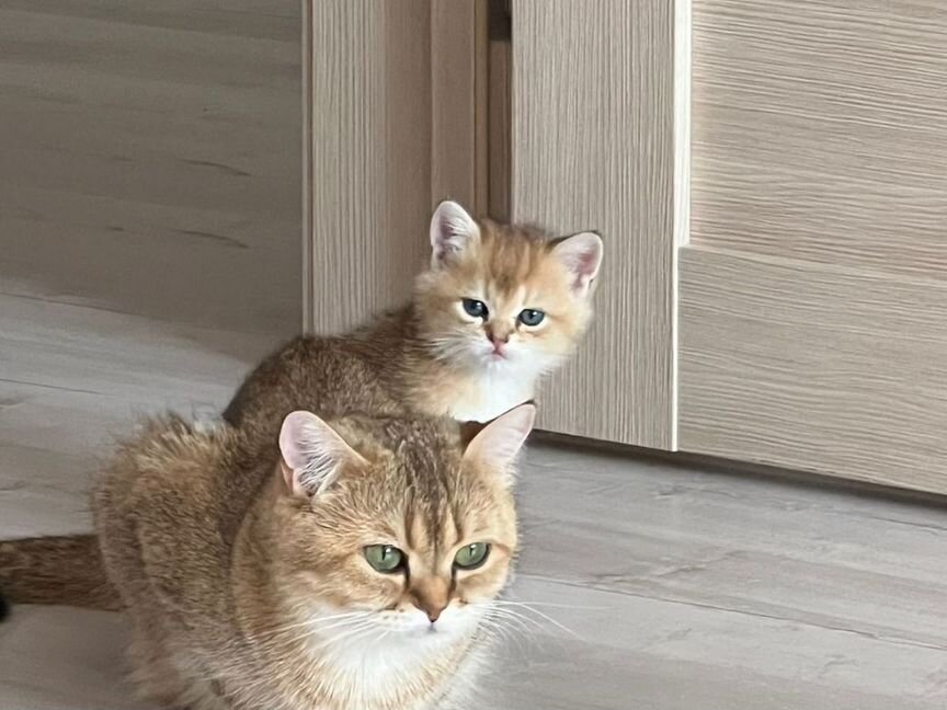 Рыжие котята