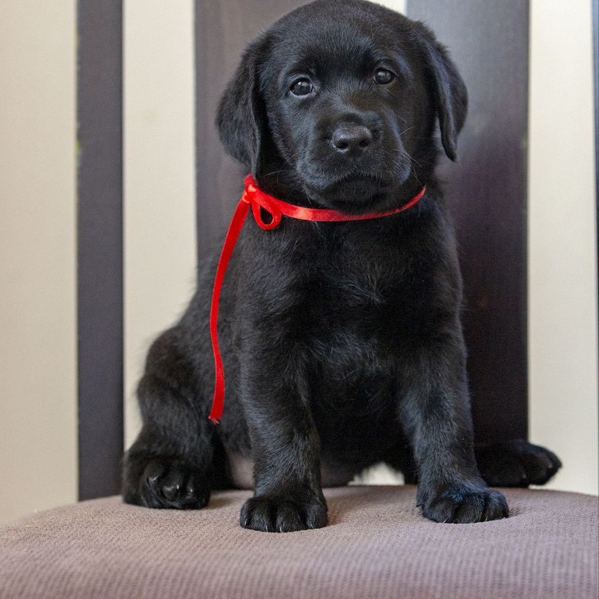 Предлагаем превосходных клубных щенков лабрадора