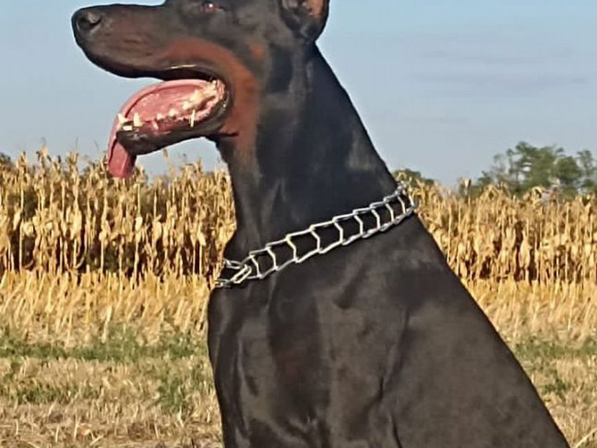 Доберман вязка