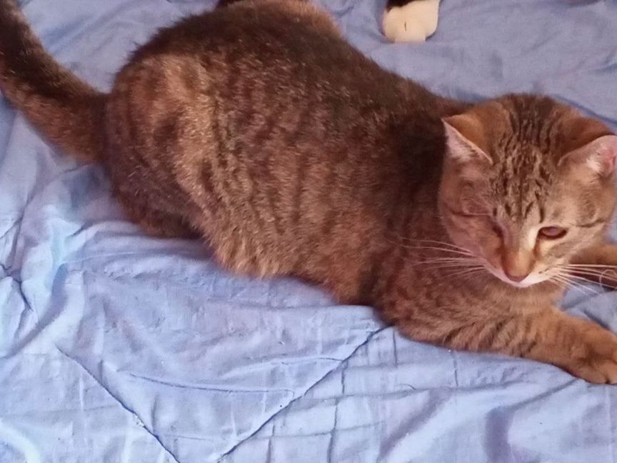 Котенок ждет