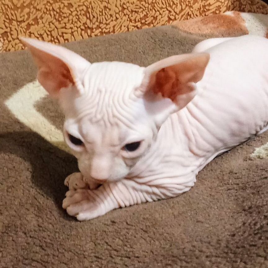 Кошка