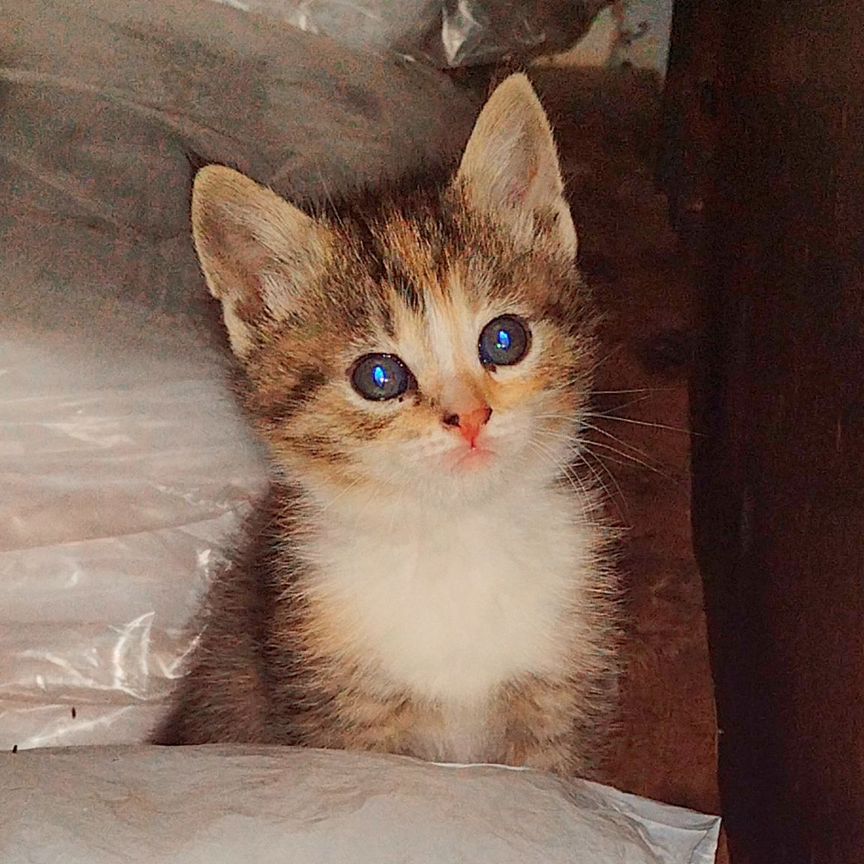 Котята безпородные