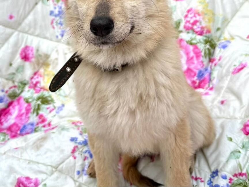 Щенок девочка в добрые руки