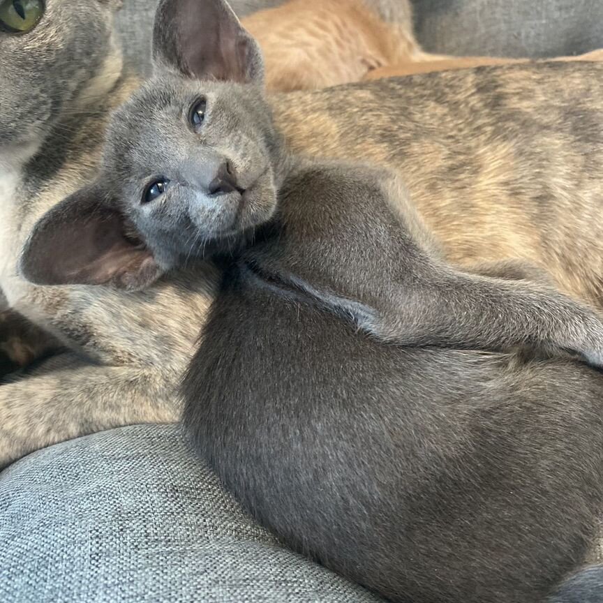 Ориентальная