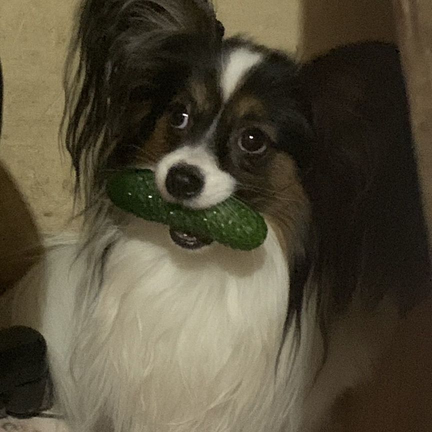 Вязка папийон