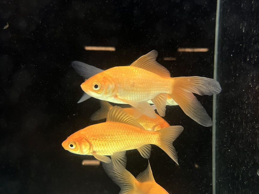 Рыбка золотая комета