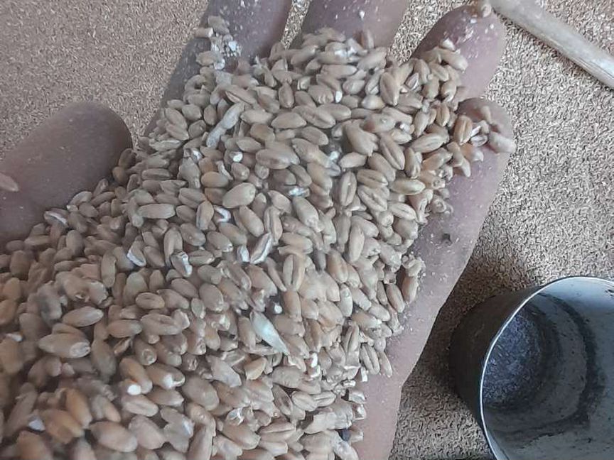 Пшеница. Рож