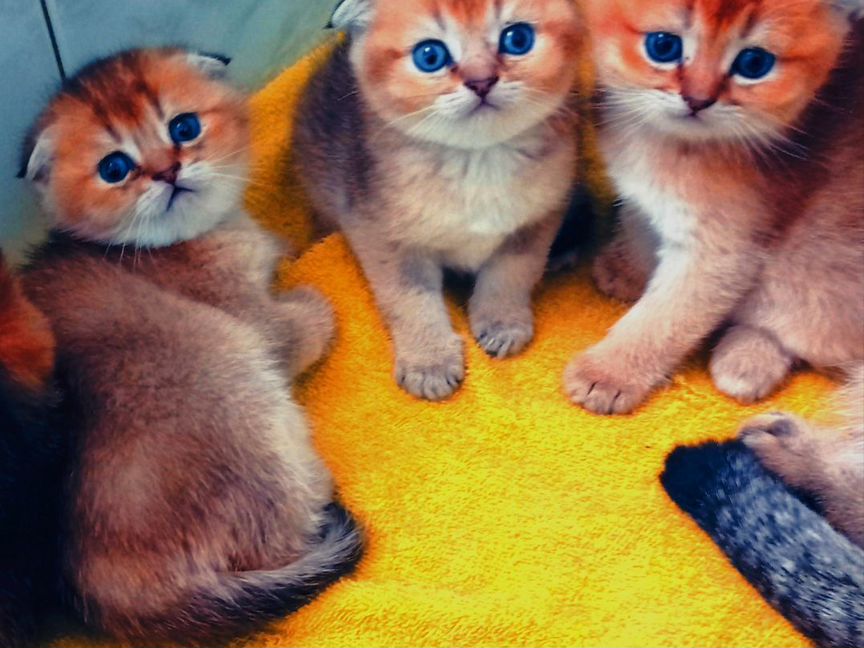 Шотландская золотая шиншилла