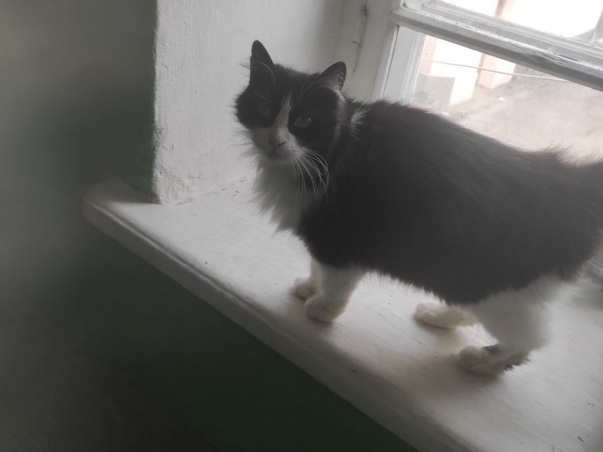 Невероятно ласковая кошечка в добрые руки