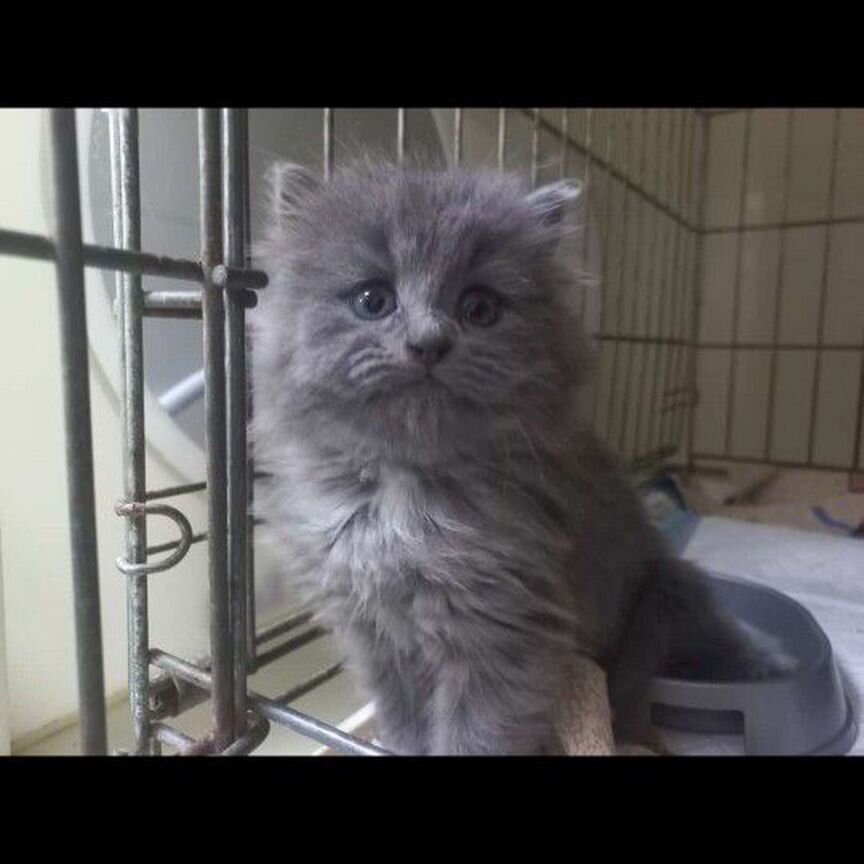 Котенок Пуговка ищет дом