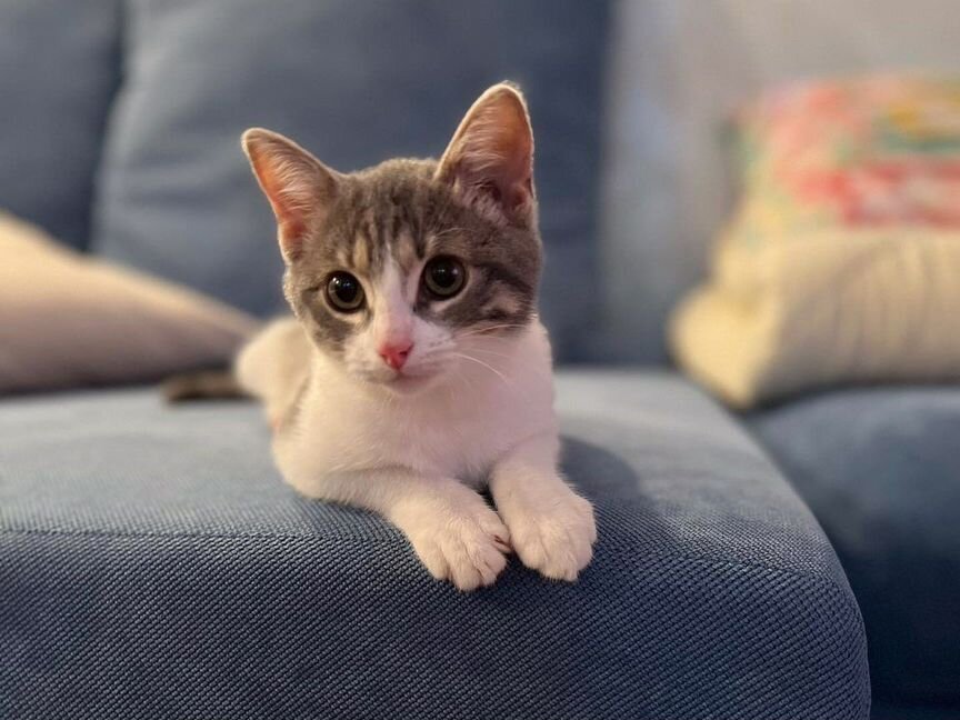 Котенок в поиске семьи