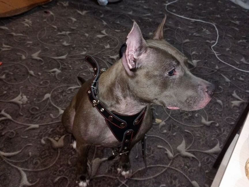 Ищу стафа для вязки