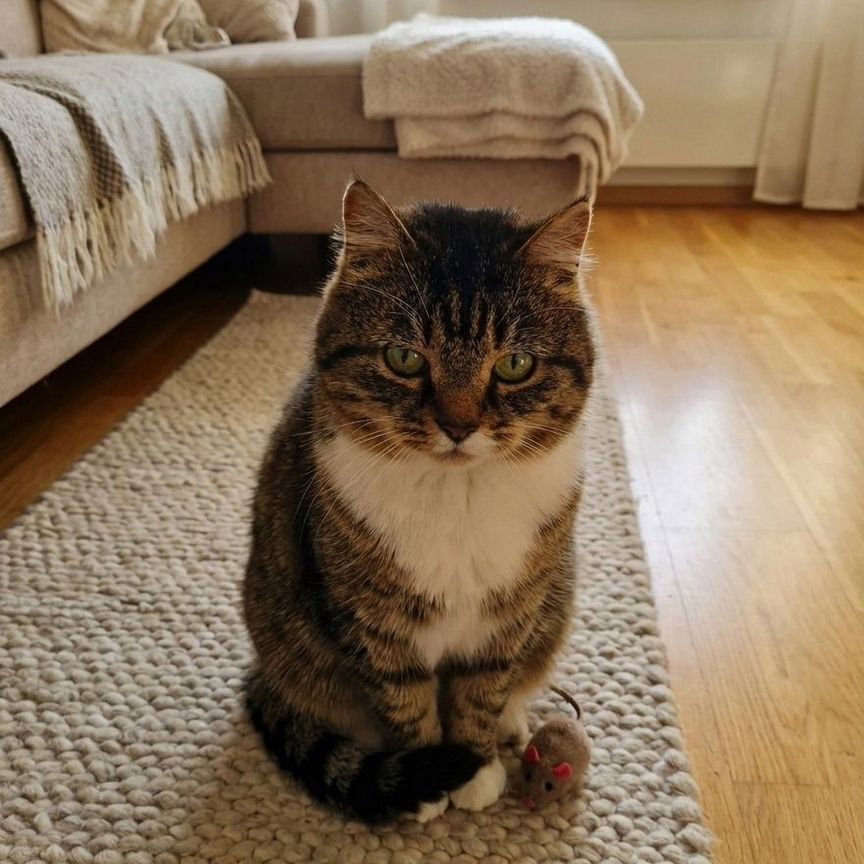 Взрослая, Девочка кошка в добрые руки