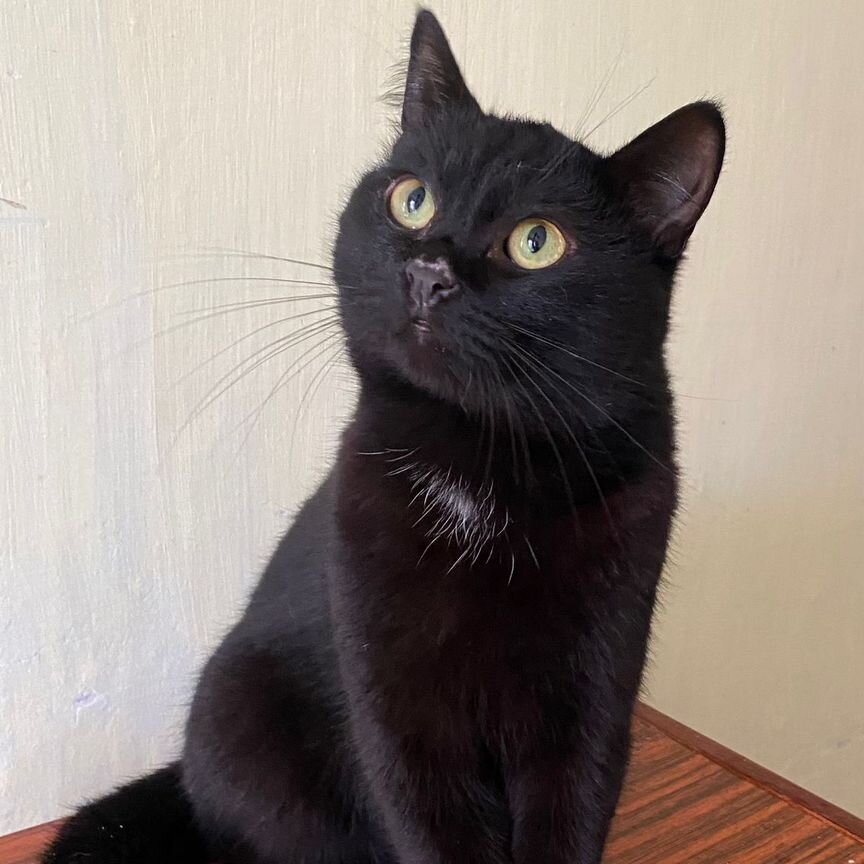 Котик Бумер ждет родителей